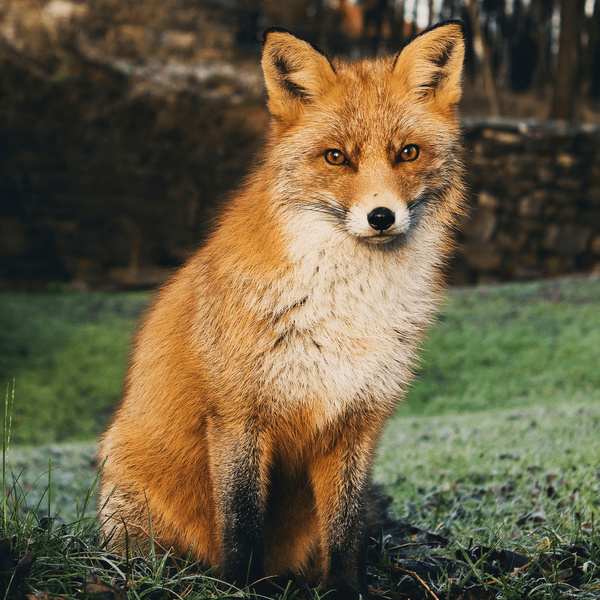Listener Numbers, Contacts, Similar Podcasts - The Fox Without A Tail